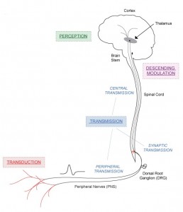 THE PAIN – Dr Rajiv Desai