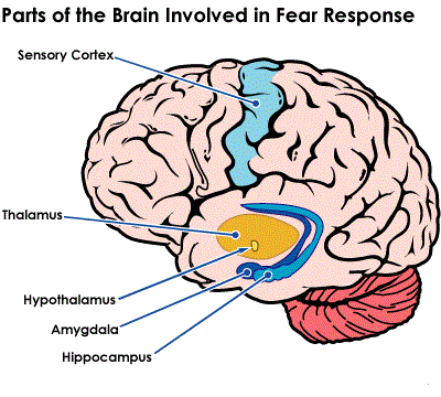 FEAR Dr Rajiv Desai FEAR Dr Rajiv Desai