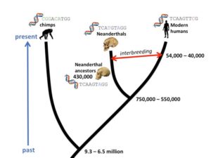 HUMAN EVOLUTION – Dr Rajiv Desai
