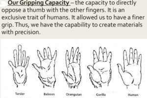 HUMAN EVOLUTION – Dr Rajiv Desai