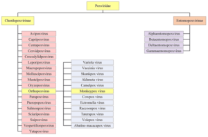 Monkeypox (Tinypox) – Dr Rajiv Desai